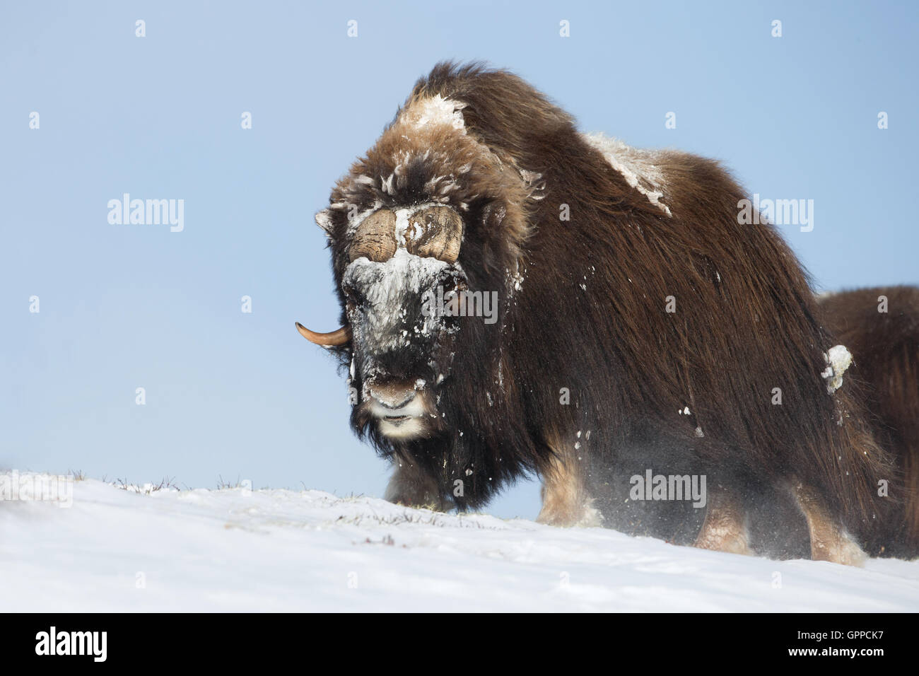 Male Musk Ox in Winter Stock Photo - Alamy