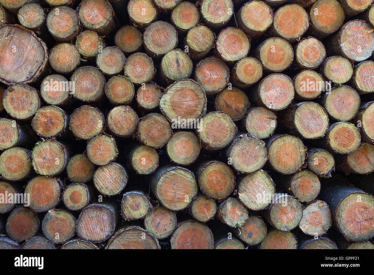 Stacks of Wood logs background Stock Photo - Alamy