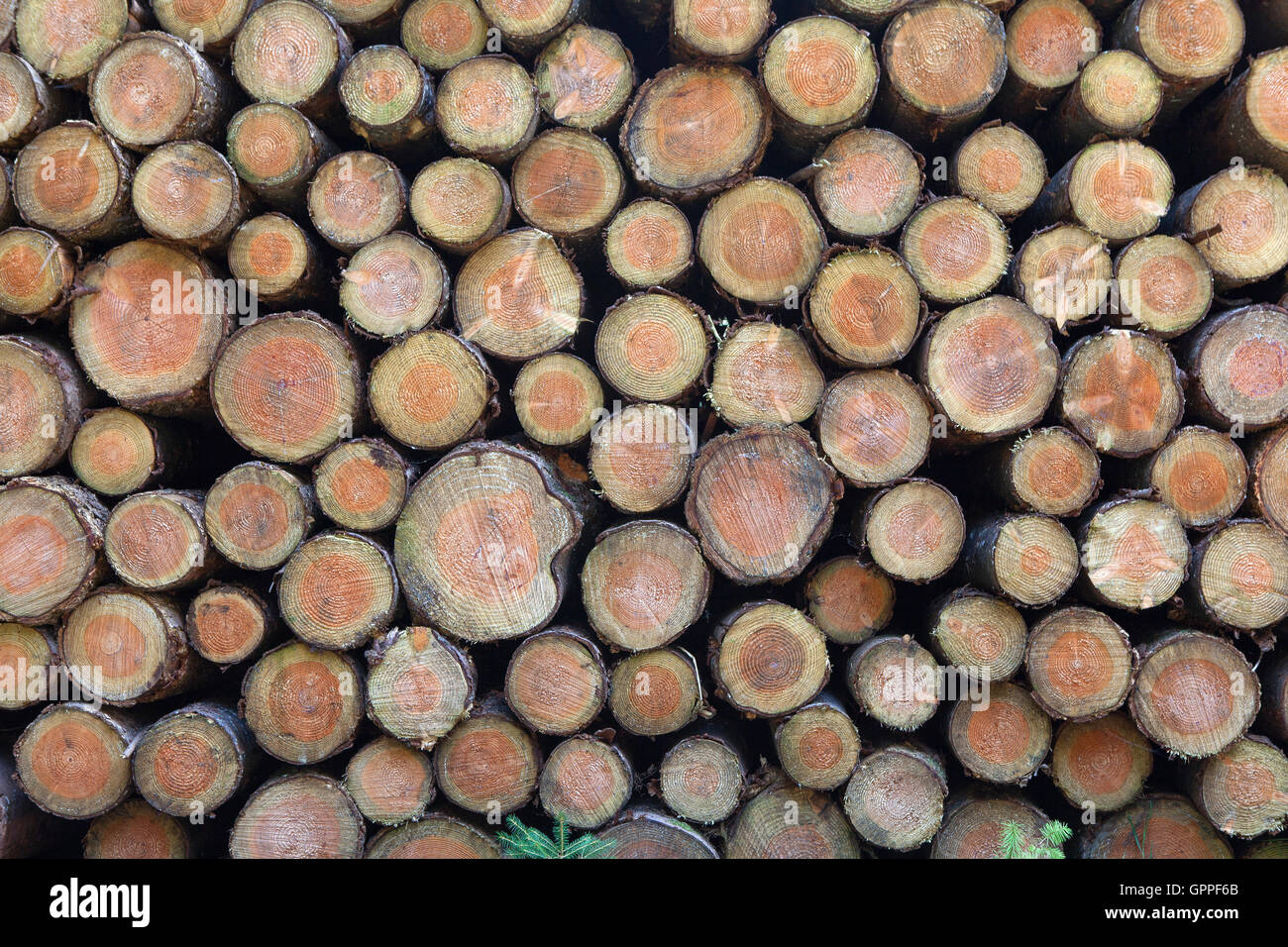 Stacks of Wood logs background Stock Photo - Alamy
