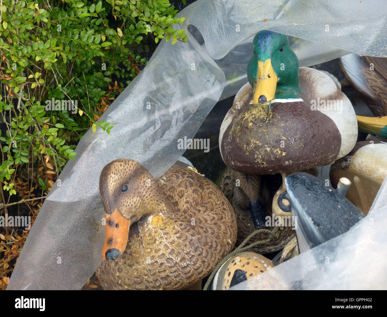 Fake Plastic Ducks for Hunting Stock Photo - Alamy