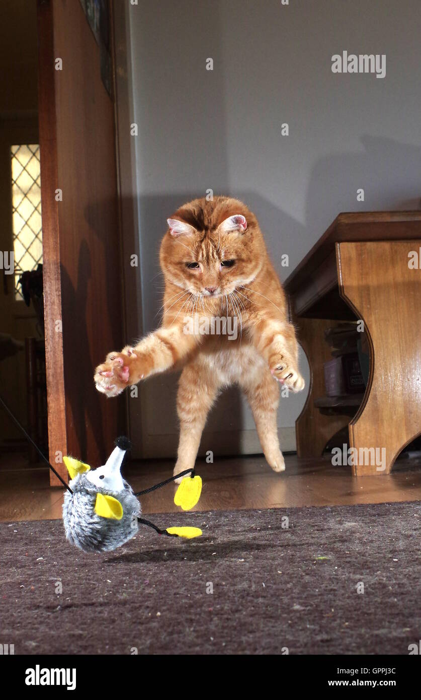 The mighty hunter Stock Photo - Alamy