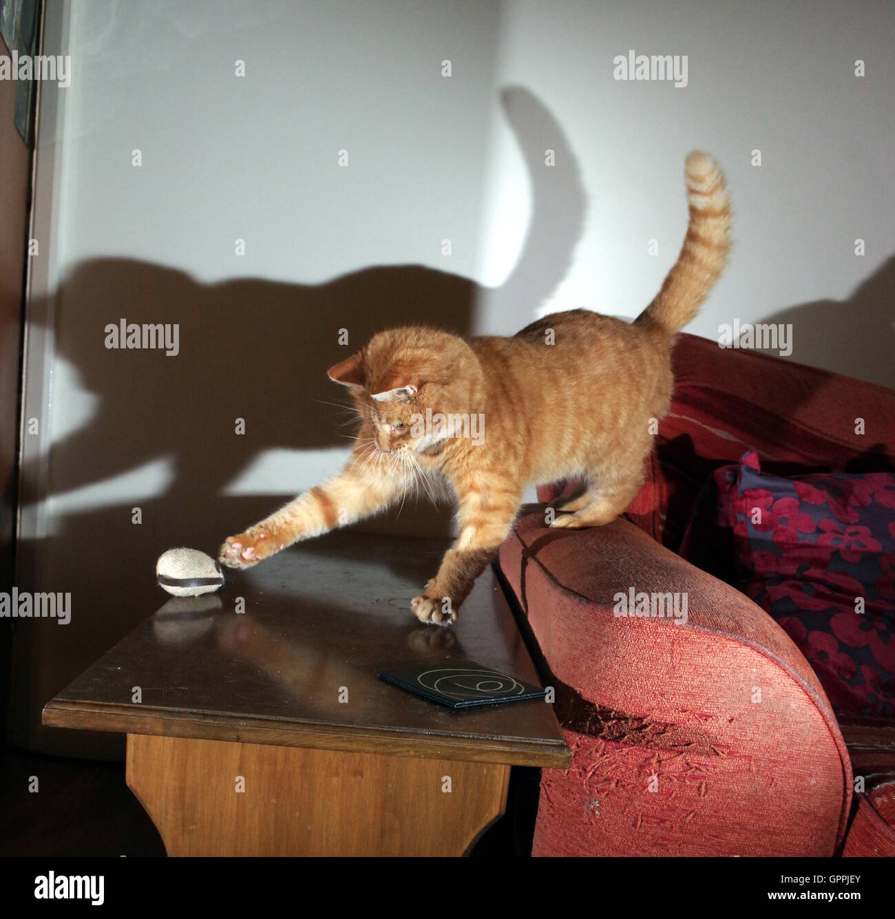 Orange cat toy hi-res stock photography and images - Alamy