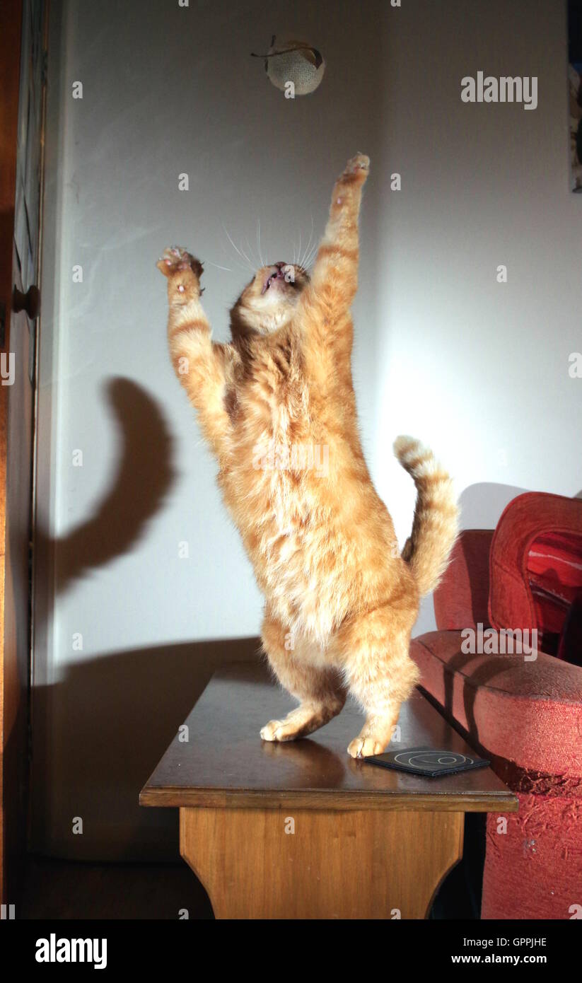 Ginger cat playing with toy mouse Stock Photo - Alamy