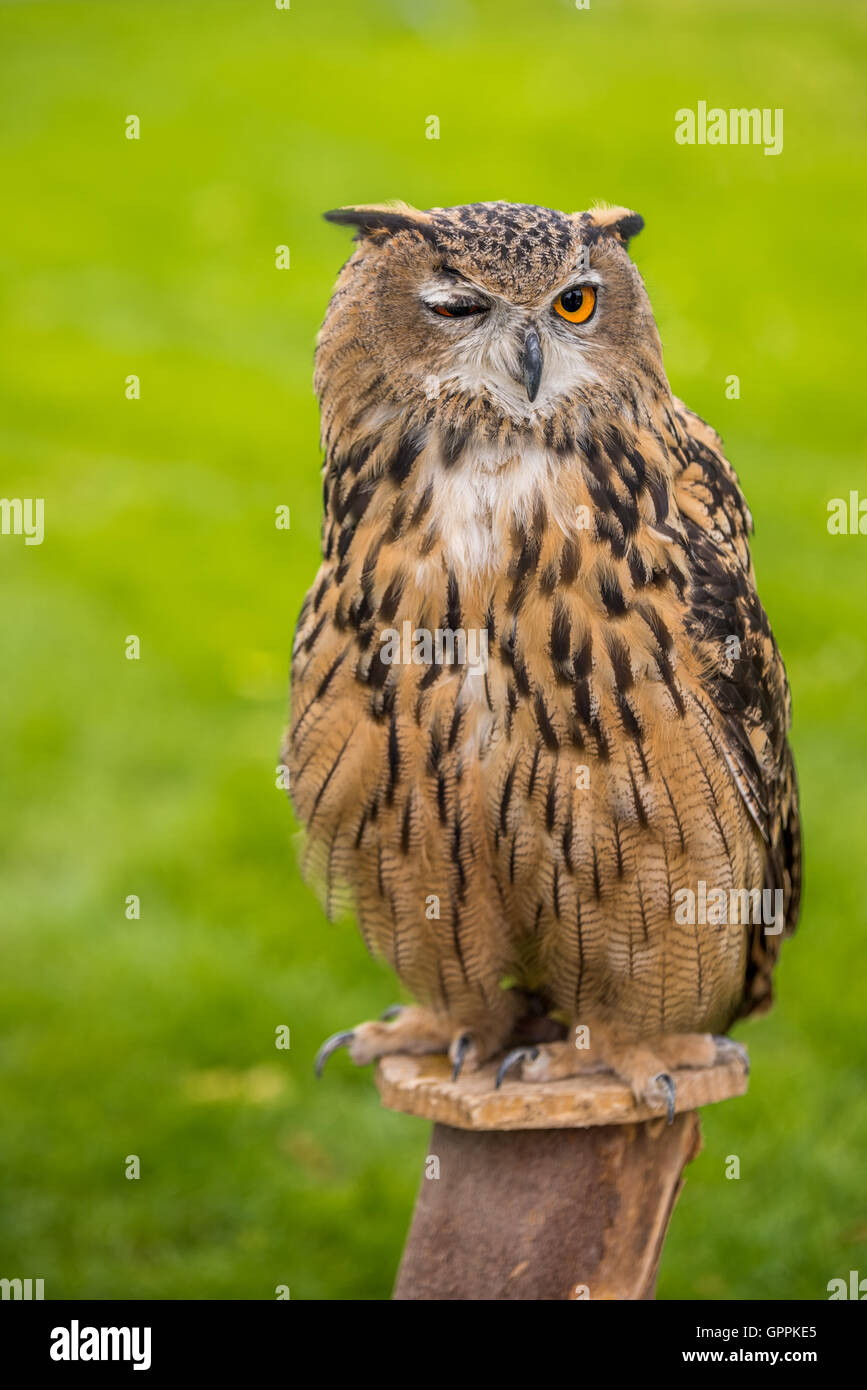 European eurasian eagle owl bubo bubo on perch hi-res stock photography ...