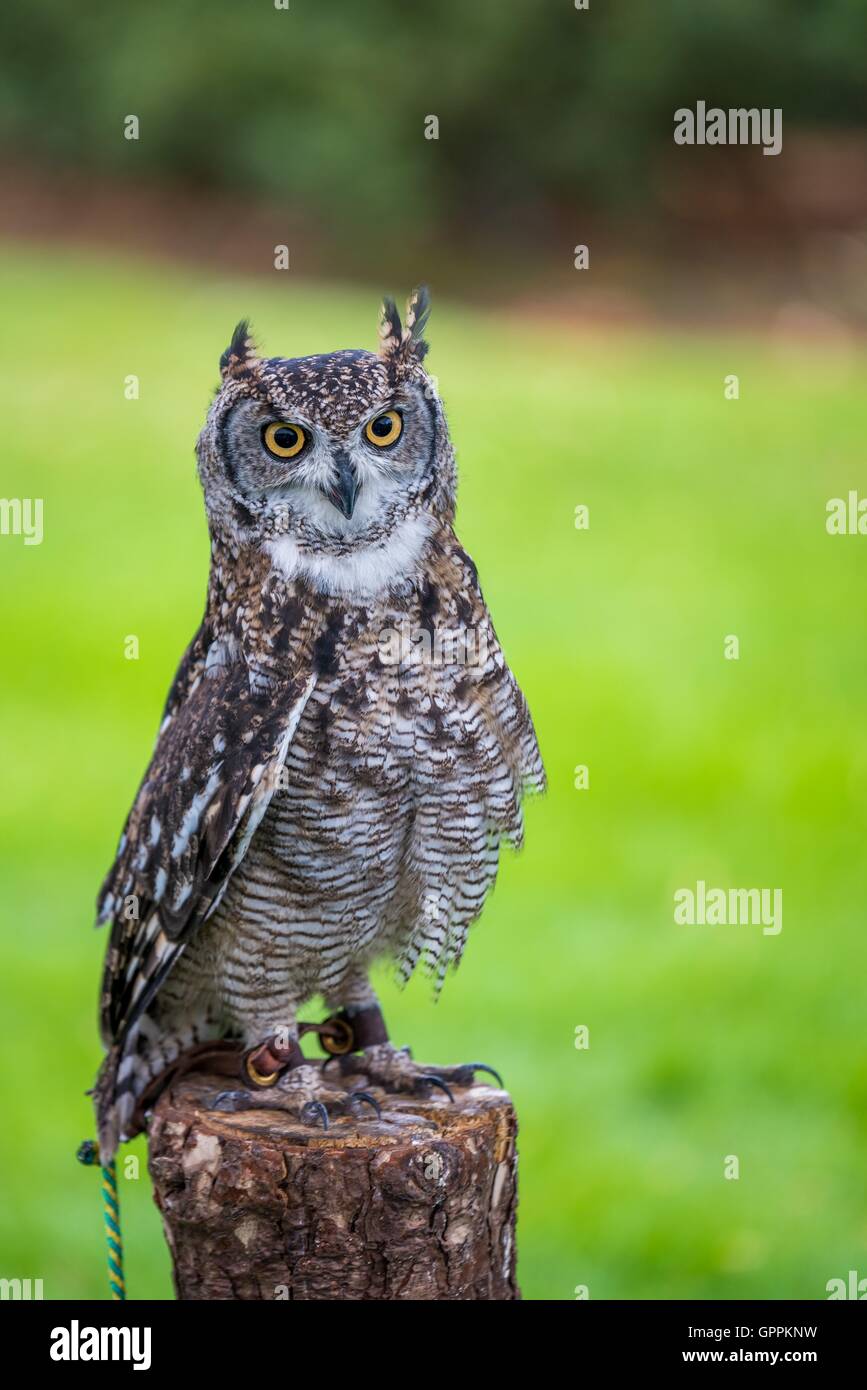 A Western Screech owl sat on a perch Stock Photo - Alamy