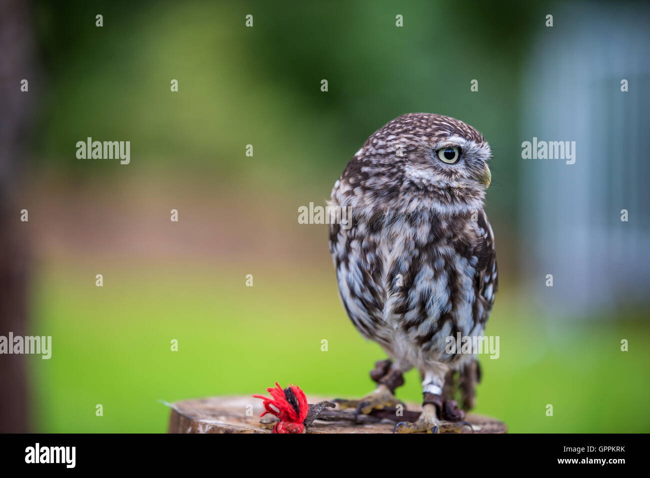 A Burrowing owl sat on a perch Stock Photo - Alamy