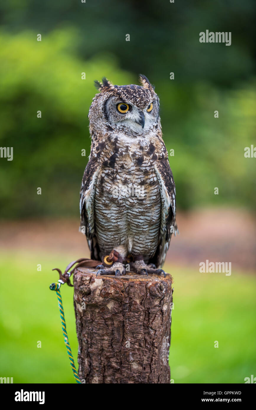 A Western Screech owl sat on a perch Stock Photo - Alamy