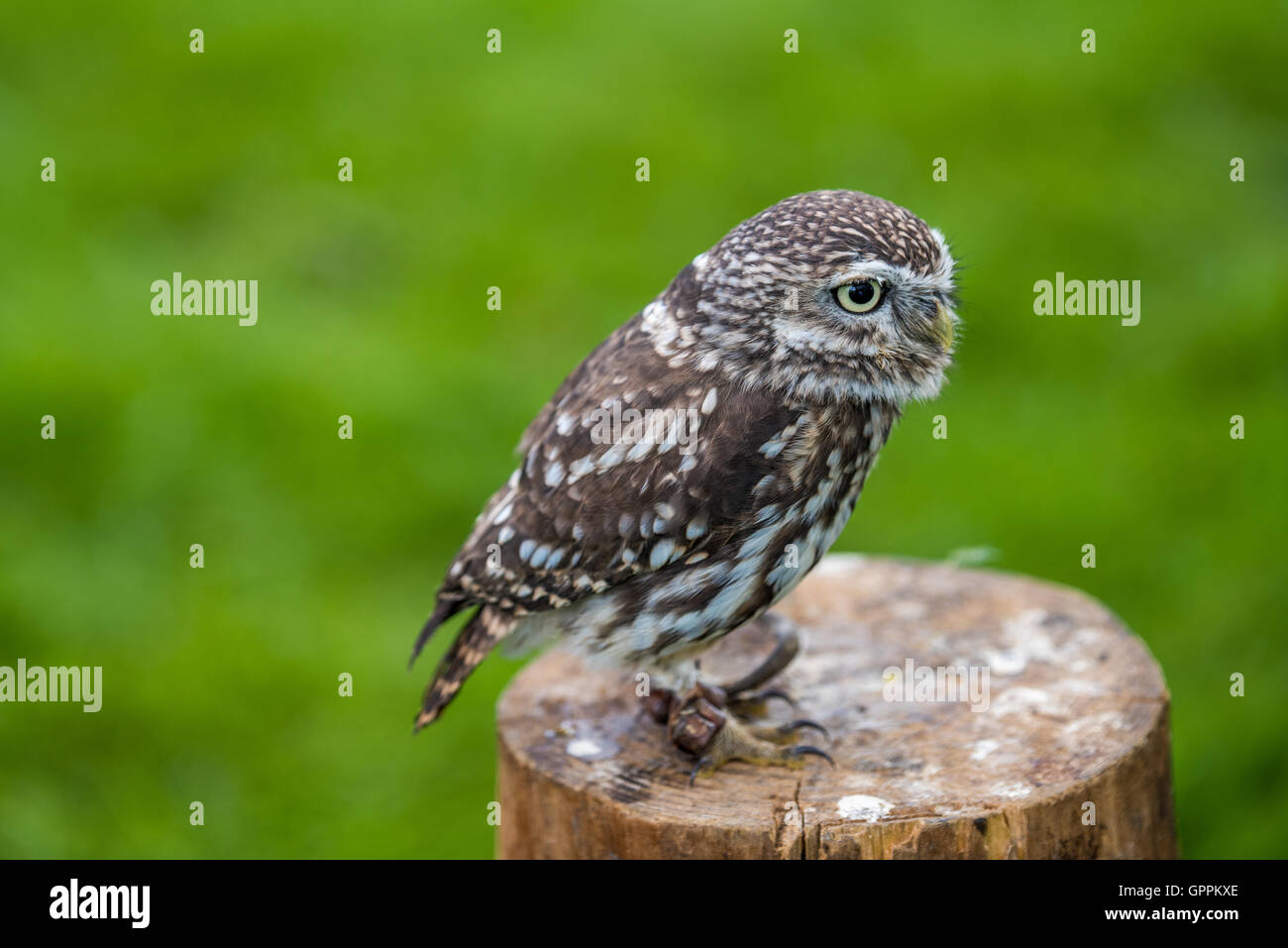 A Burrowing owl sat on a perch Stock Photo - Alamy