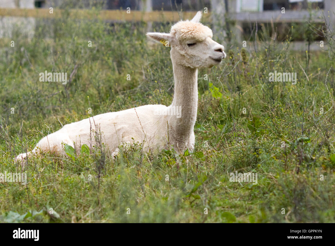 A Sheared Alpaca laying in a field Stock Photo - Alamy