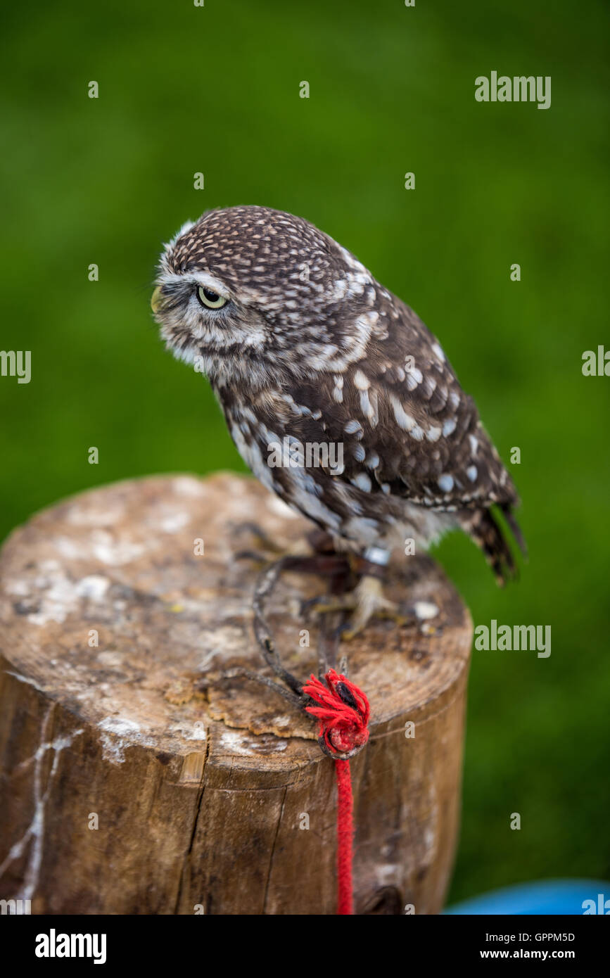 A Burrowing owl sat on a perch Stock Photo - Alamy