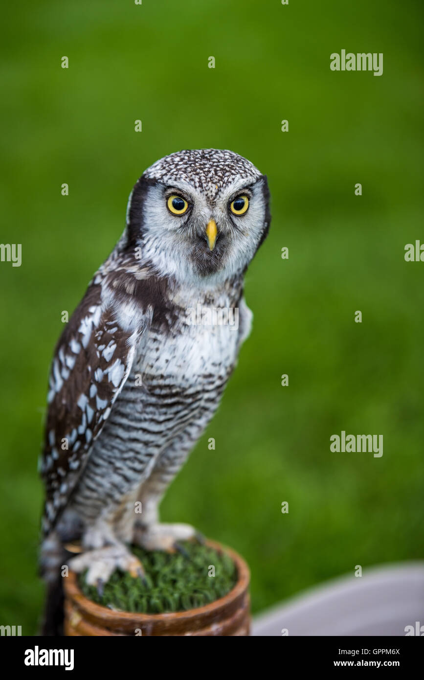 A Barred owl sat on a perch Stock Photo - Alamy