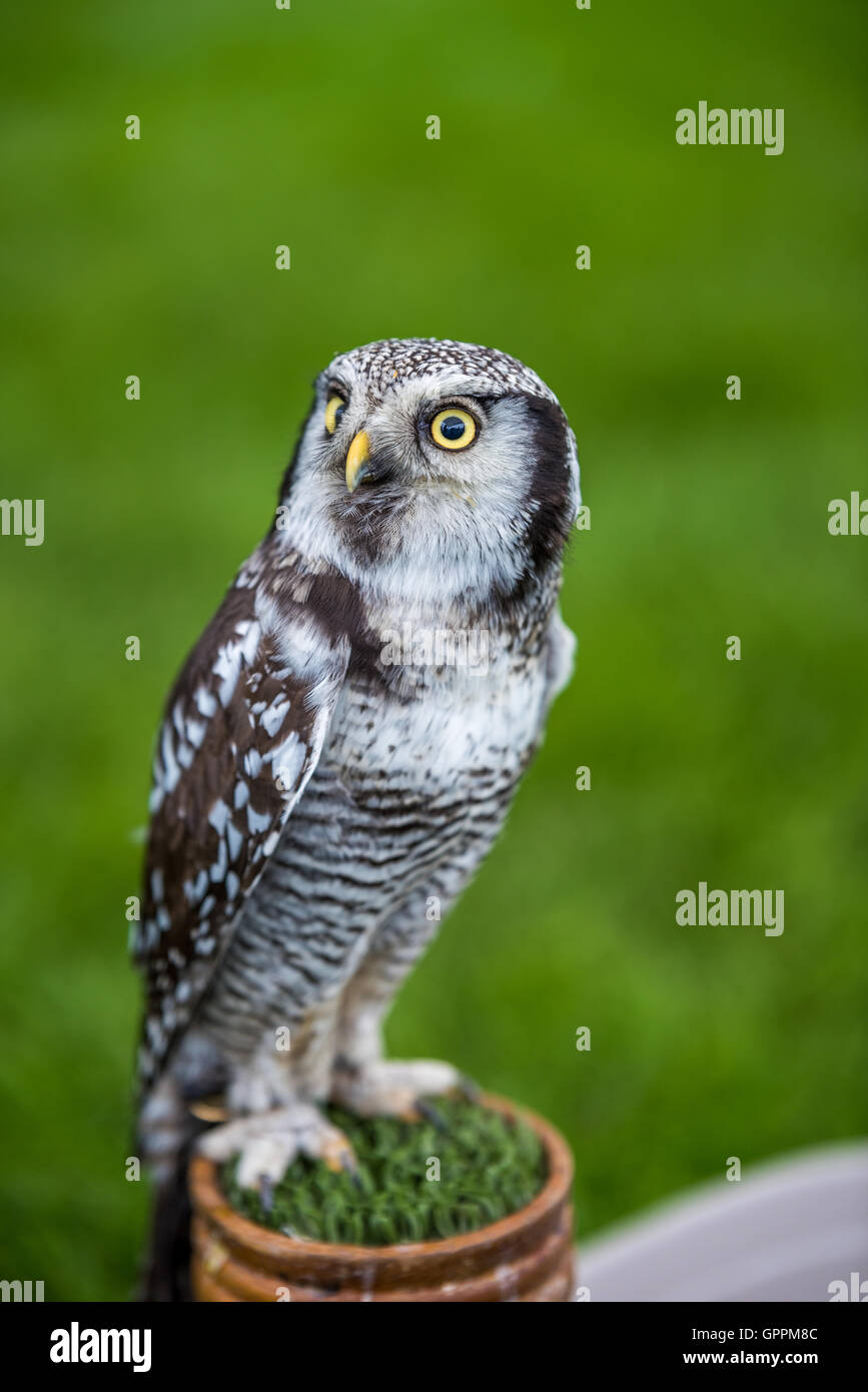 A Barred owl sat on a perch Stock Photo - Alamy