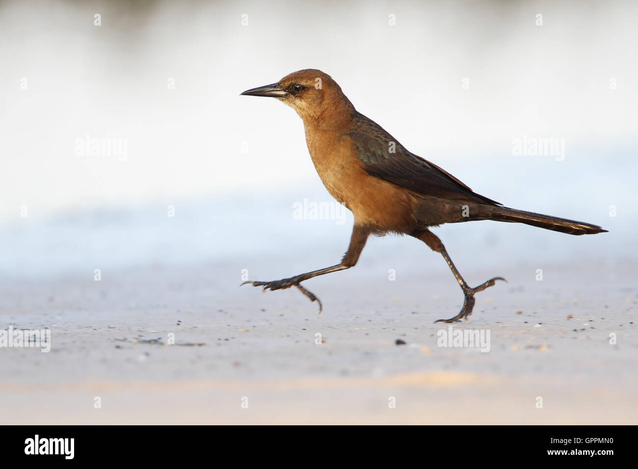 Boat-tailed grackle (Quiscalus major) female walking, Kissimmee ...