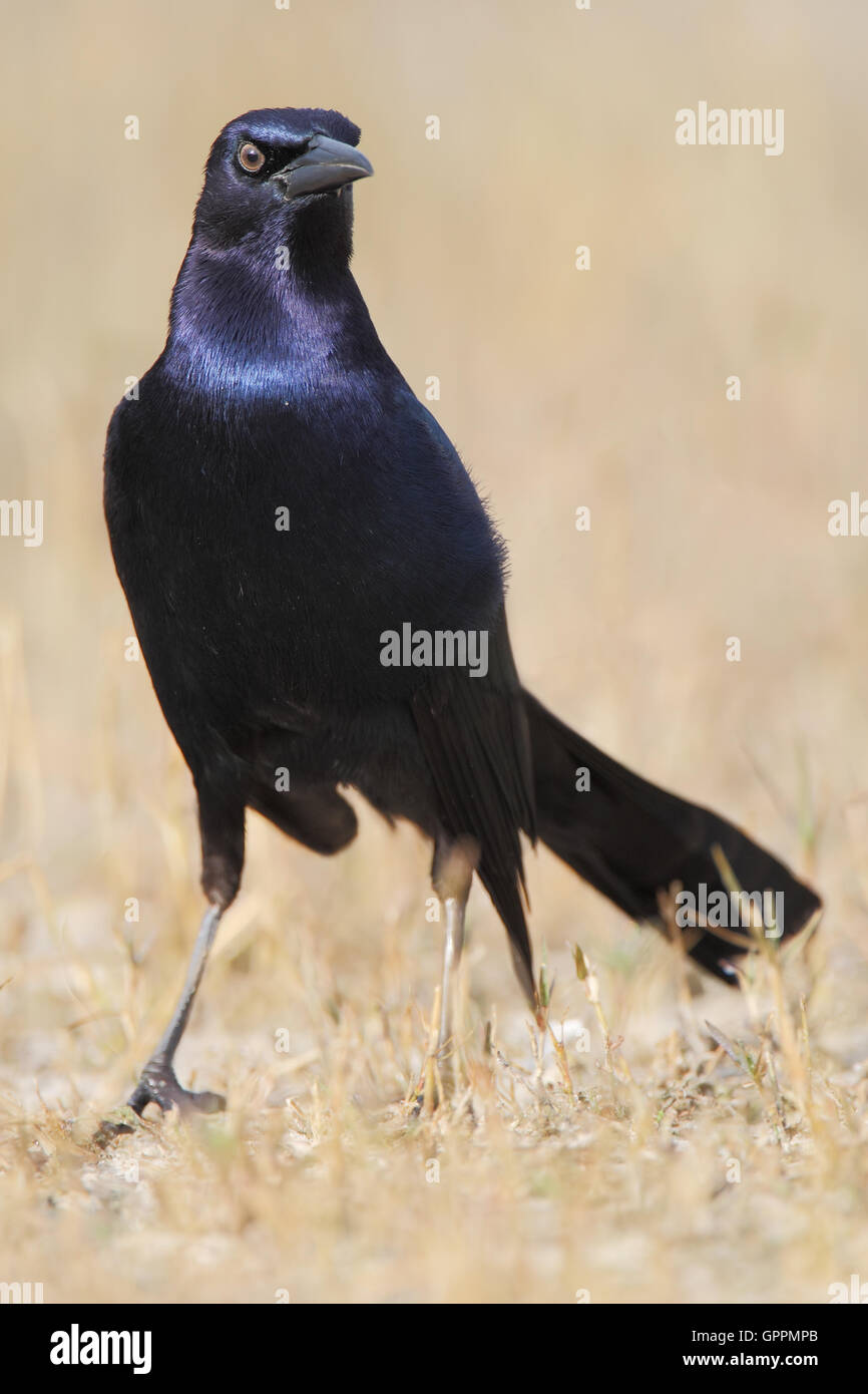 Boat-tailed grackle (Quiscalus major) male walking, Kissimmee, Florida ...