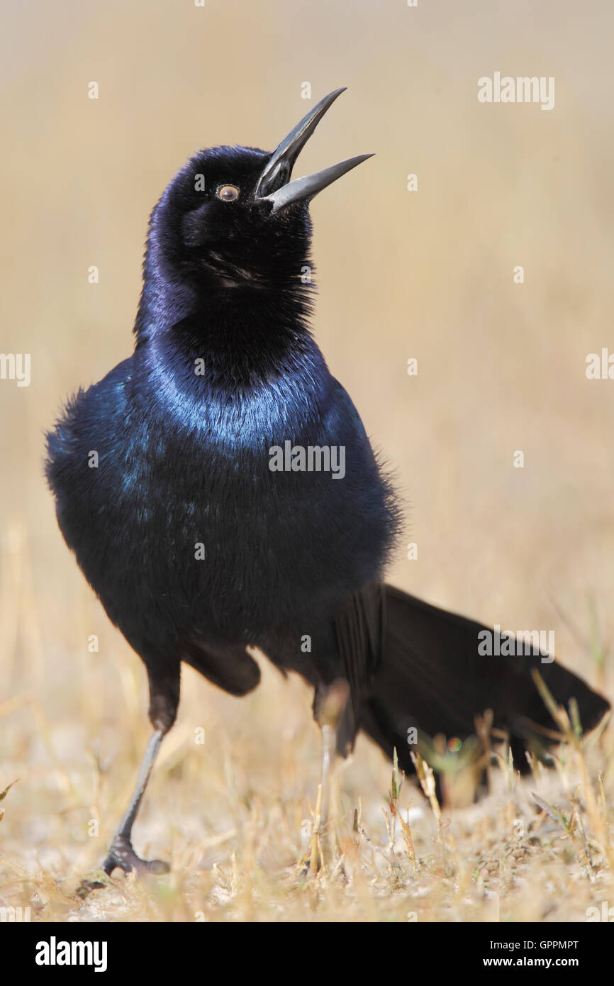 Boat-tailed grackle (Quiscalus major) male singing, Kissimmee, Florida ...