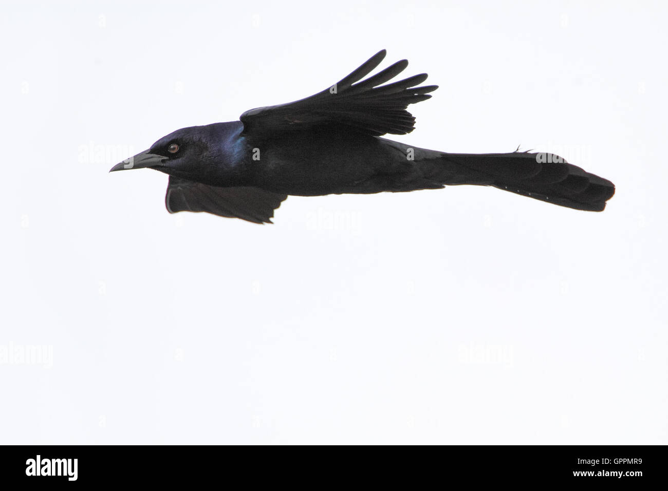 Boat tail grackle hi-res stock photography and images - Alamy