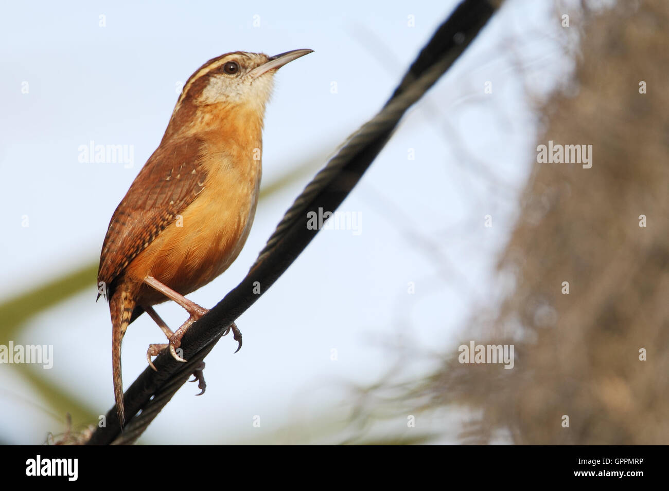 Thryothorus hi-res stock photography and images - Alamy