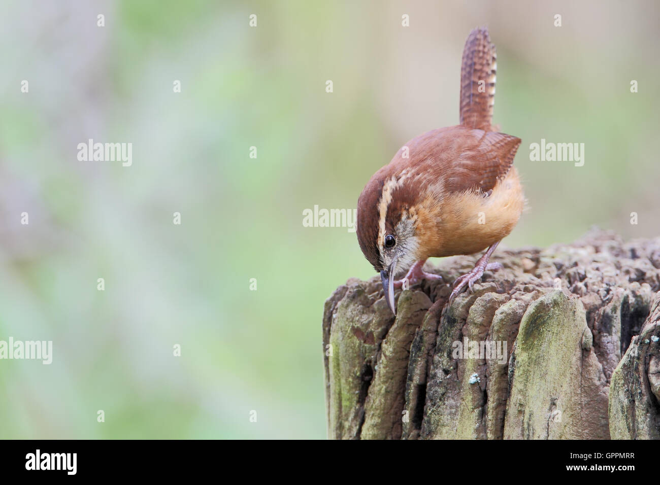 Thryothorus hi-res stock photography and images - Alamy