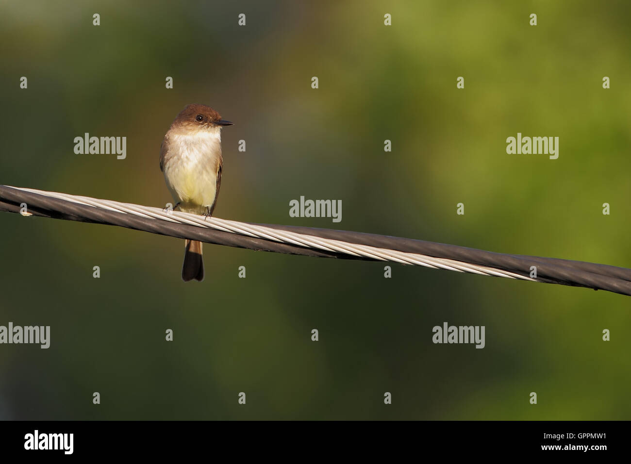 Eastern phoebe (Sayornis phoebe), Kissimmee, Florida, USA Stock Photo ...
