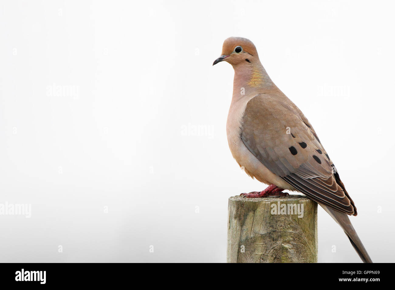 Mourning Dove (Zenaida macroura) on fence post, Kissimmee, Florida, USA ...