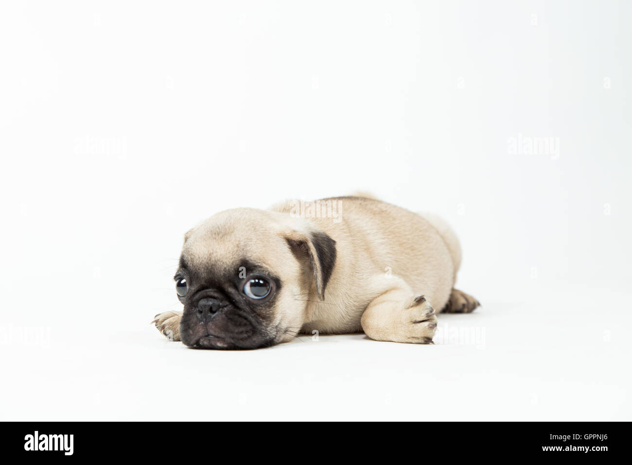 A pug puppy lying down in a white background Stock Photo - Alamy