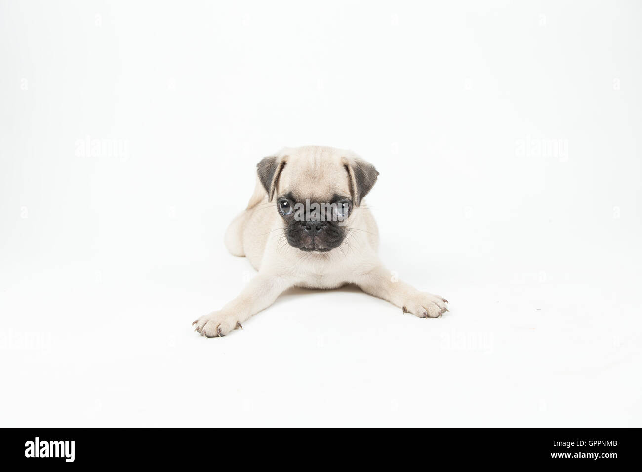 A pug puppy lying down in a white background Stock Photo - Alamy