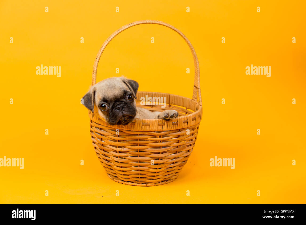 A beautiful pug puppy place in a basket Stock Photo - Alamy