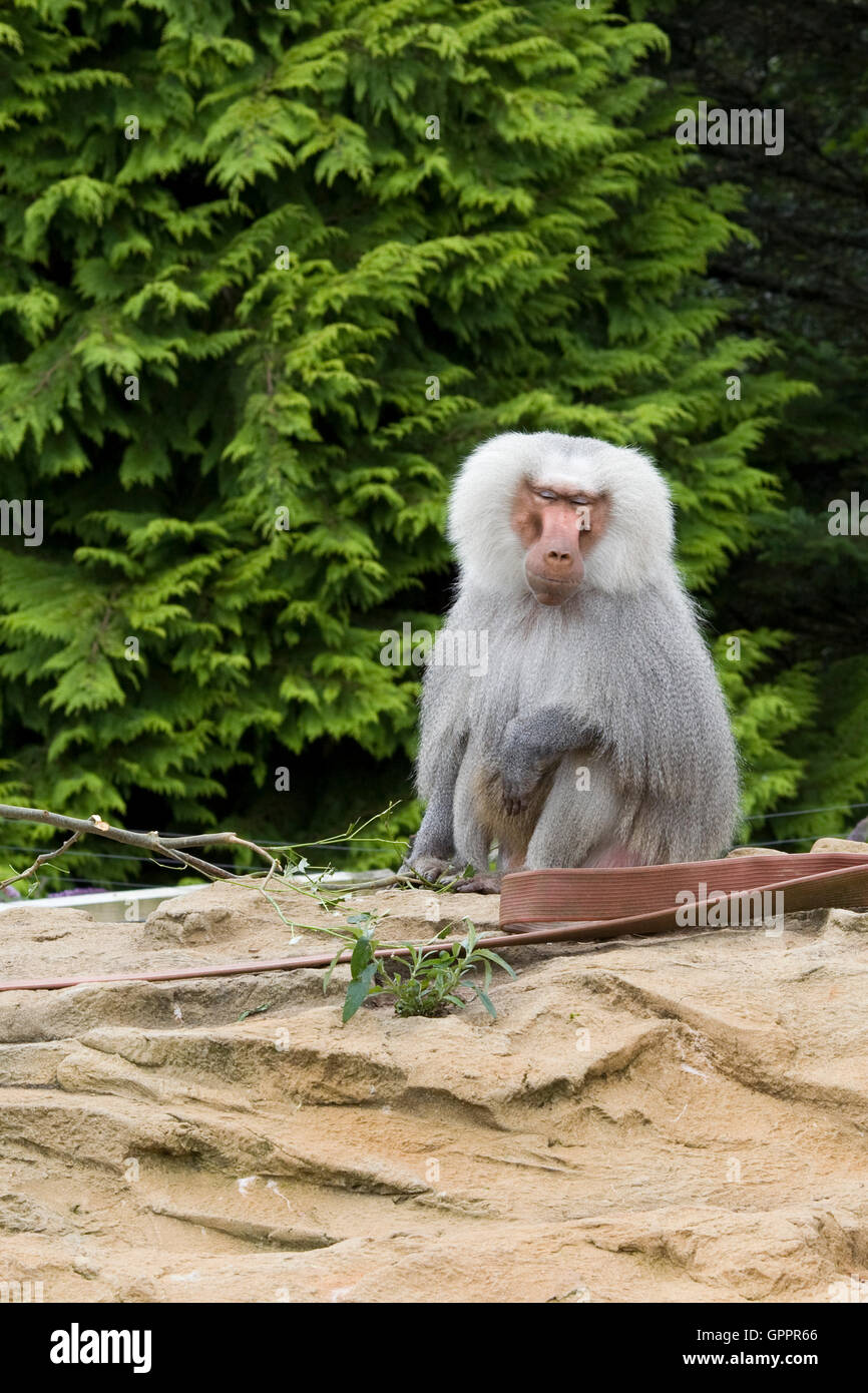 Hamadryas baboon rocks hi-res stock photography and images - Alamy