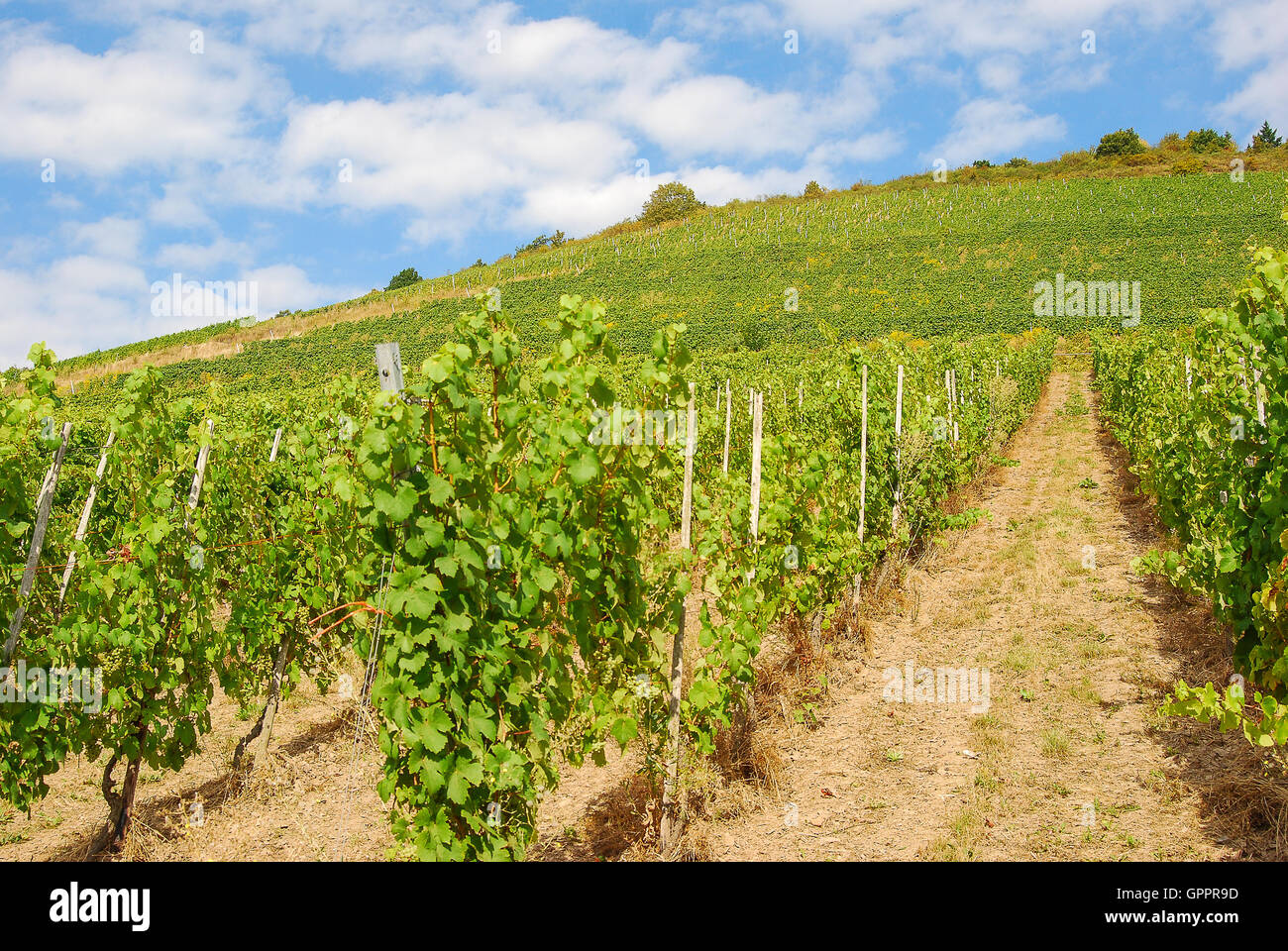 Vineyards on the hills of the Mosel river valley in Germany Stock Photo ...