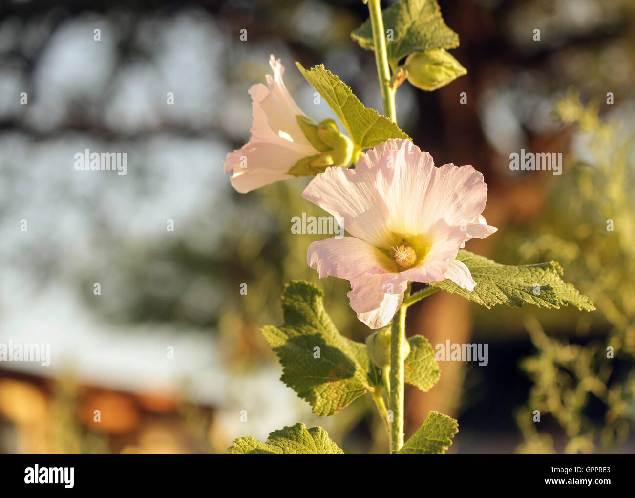 Plants flowers hollyhock flower hi-res stock photography and images - Alamy