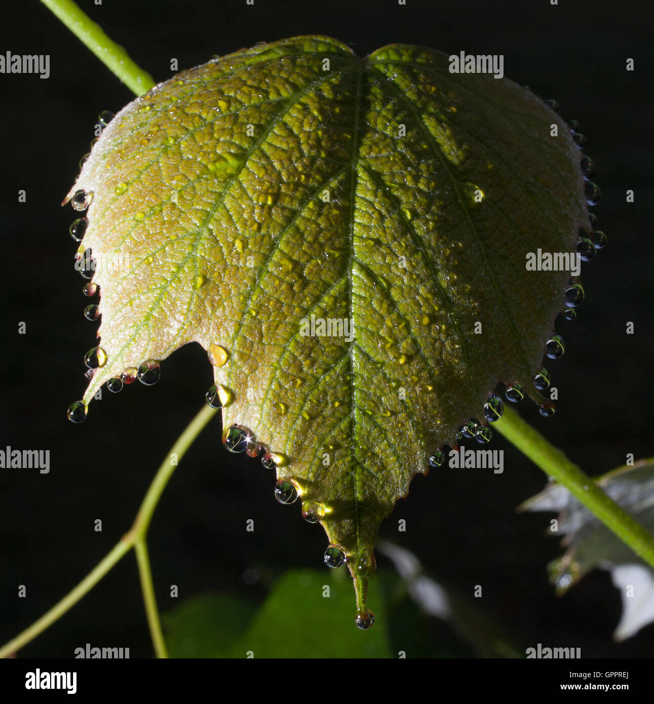 Heavy dew fell on this grape leaf just before dawn Stock Photo - Alamy