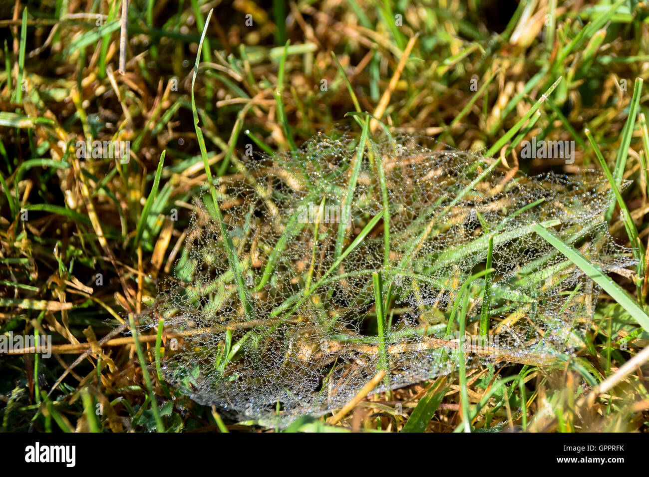 Condensation of dew drops on spider's web in the grass Stock Photo - Alamy