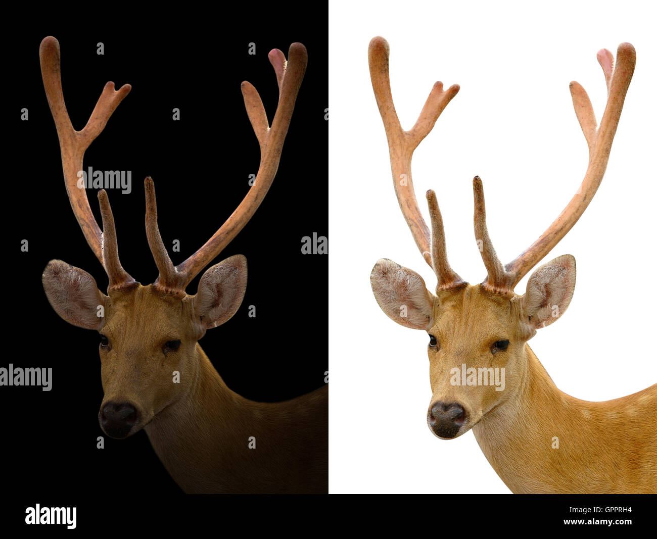 barasingha deer isolated and barasingha deer in dark background Stock ...