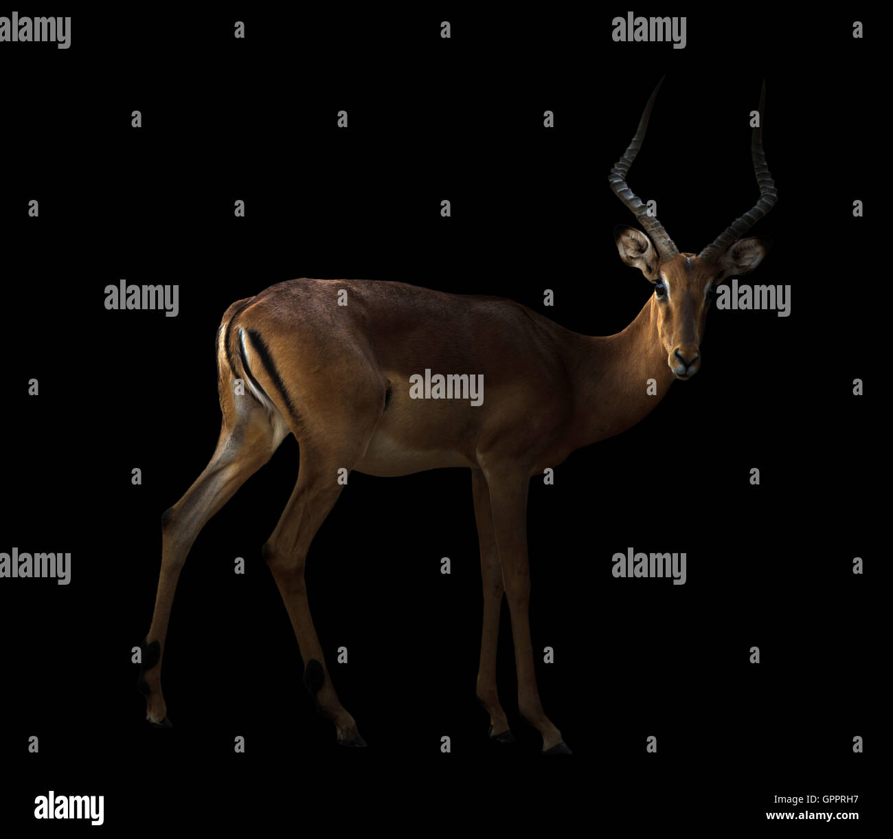 male impala standing in the dark background Stock Photo - Alamy