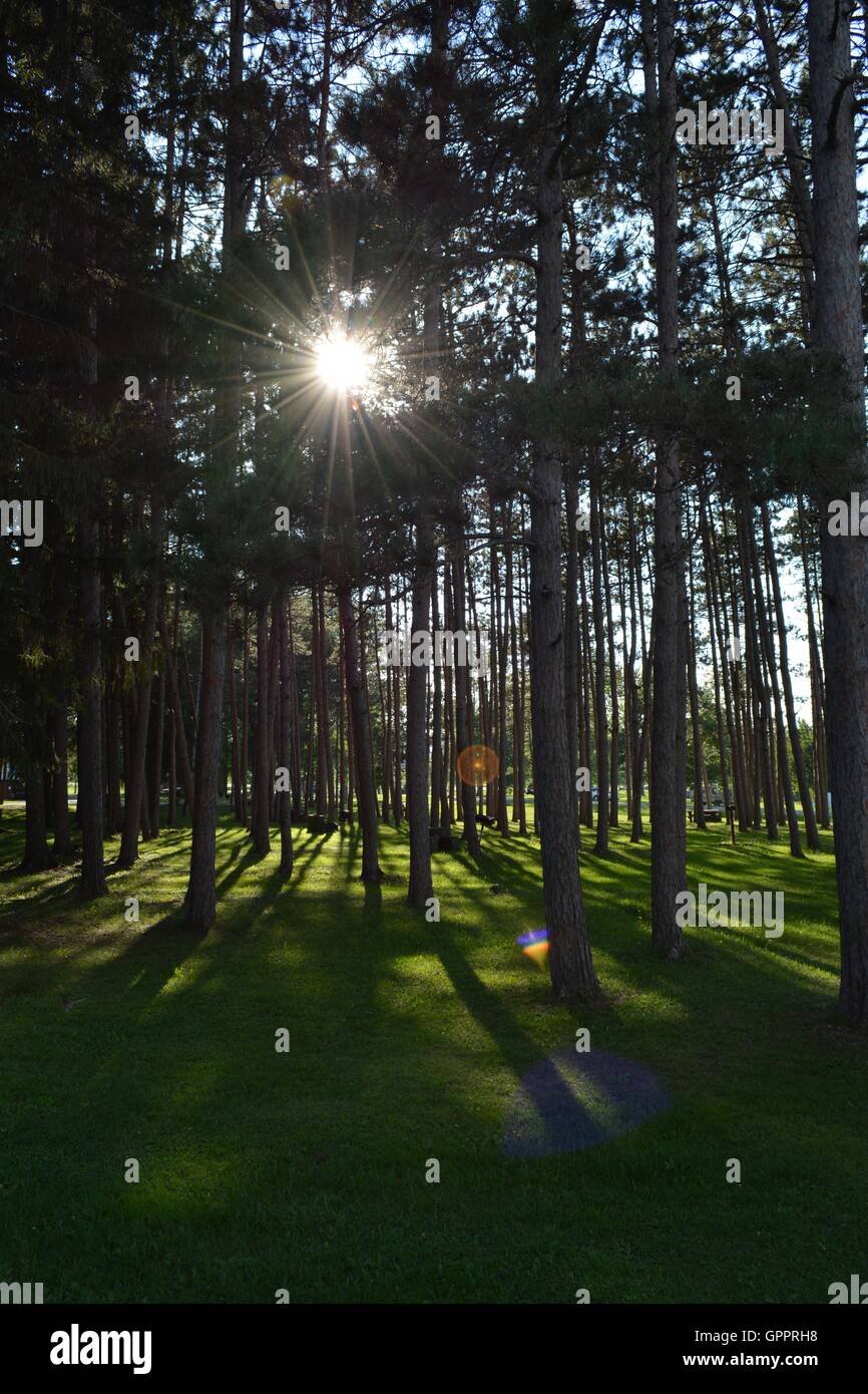 The sun and its' rays peering through trees in a forest near sunset ...