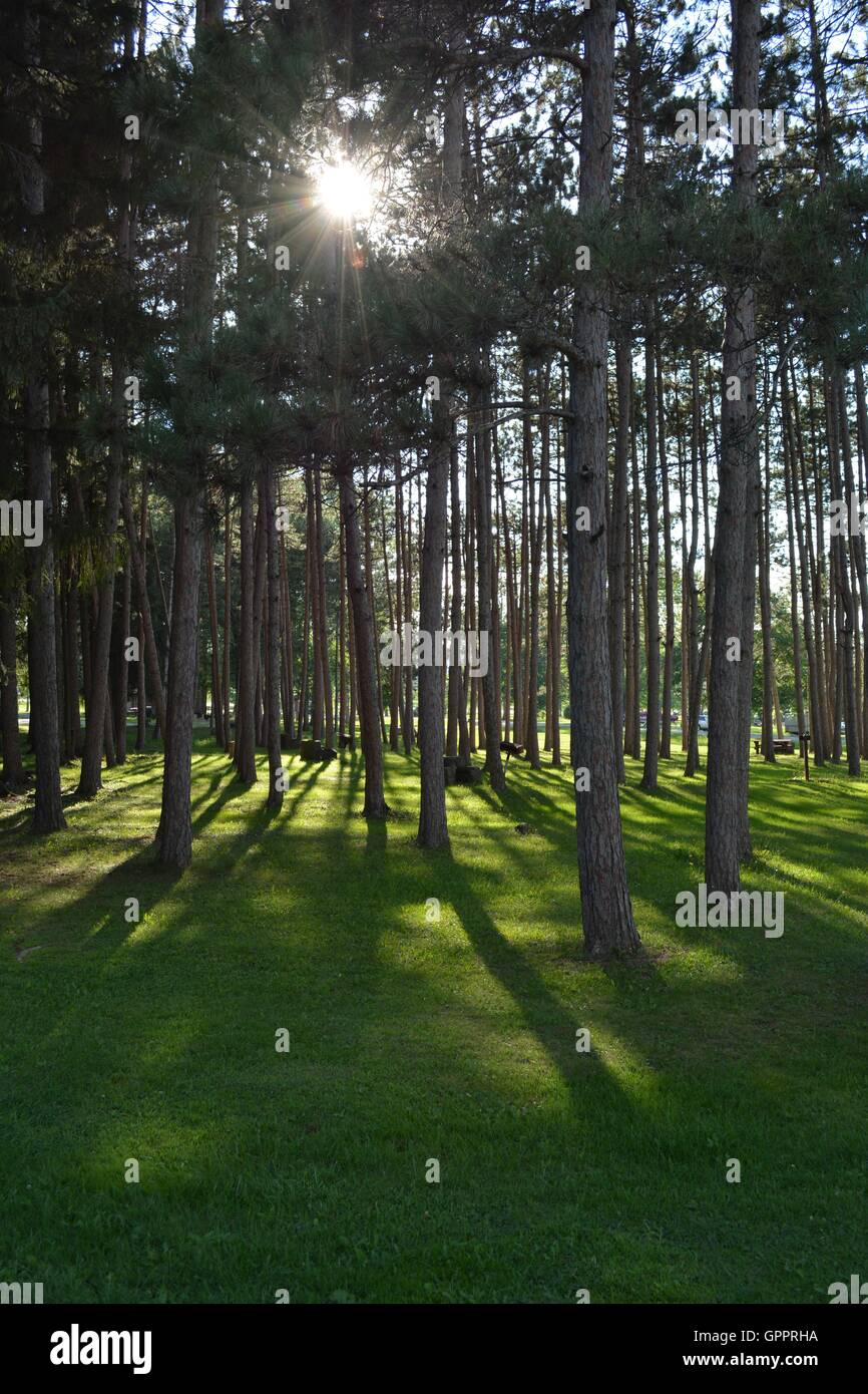 The sun and its' rays peering through trees in a forest near sunset ...