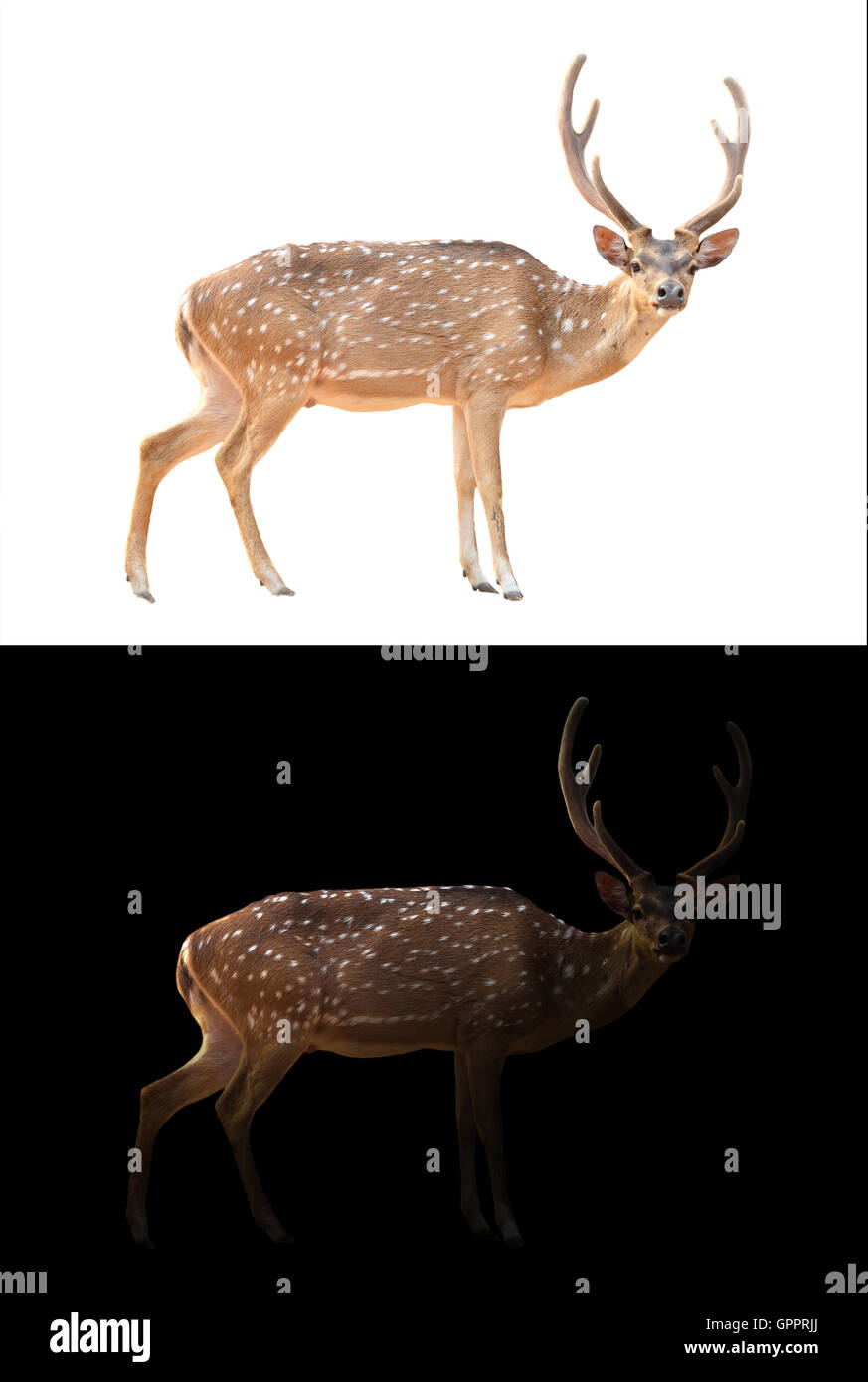 axis deer isolated and axis deer in the dark Stock Photo - Alamy