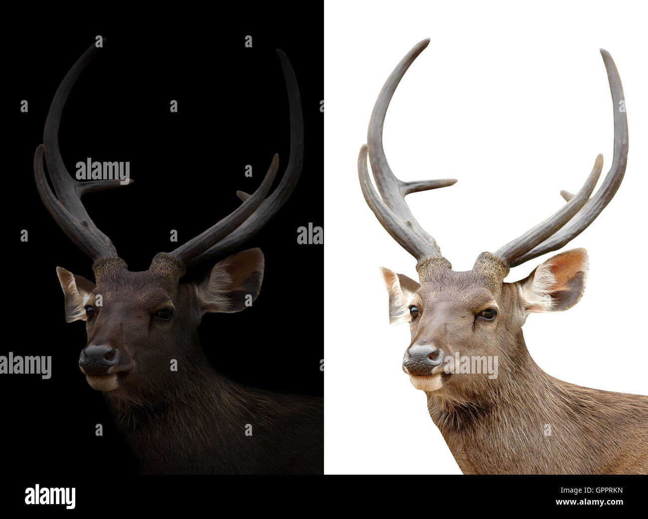 Sambar black buck hi-res stock photography and images - Alamy