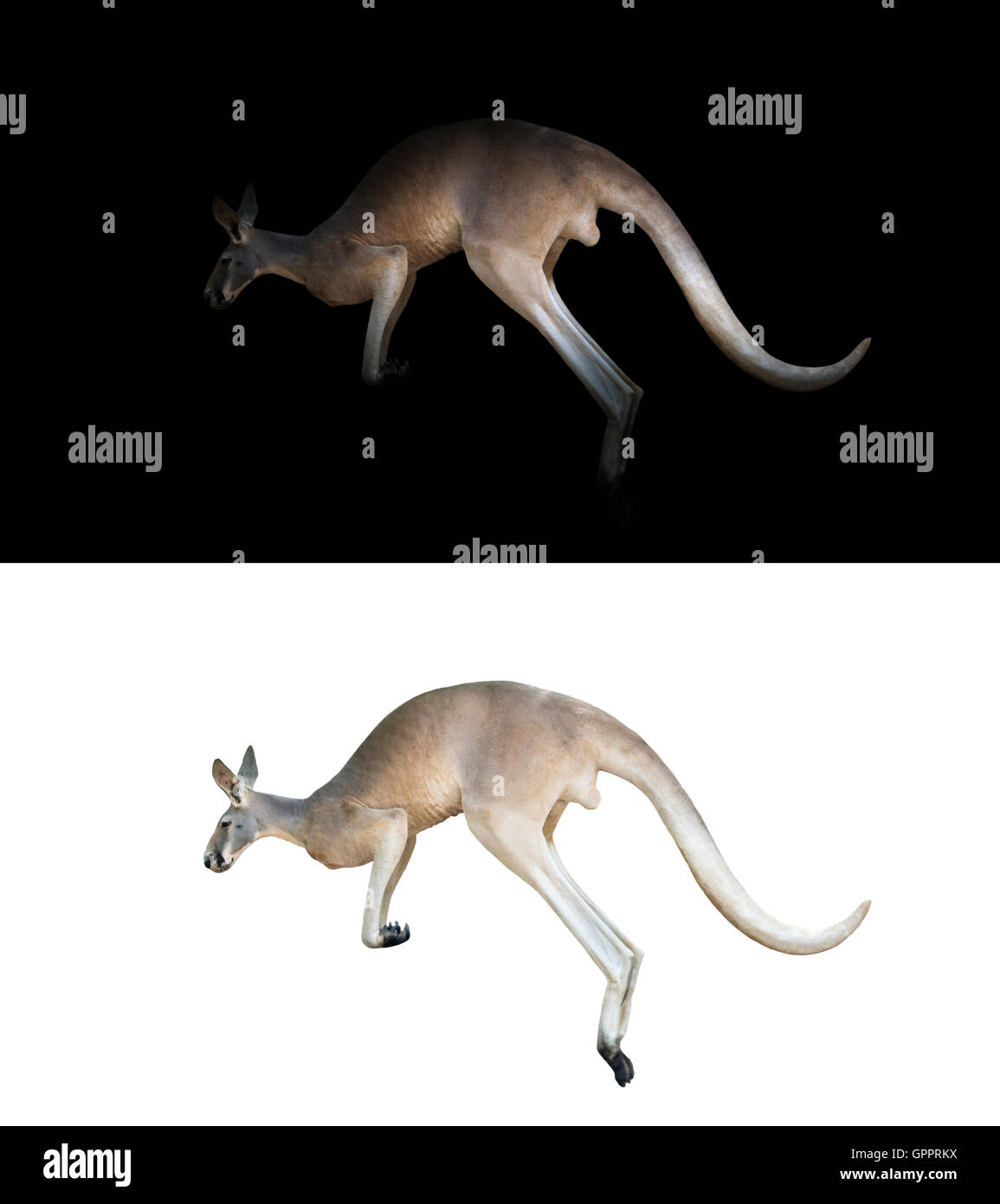 kangaroo isolated and kangaroo in the dark Stock Photo - Alamy
