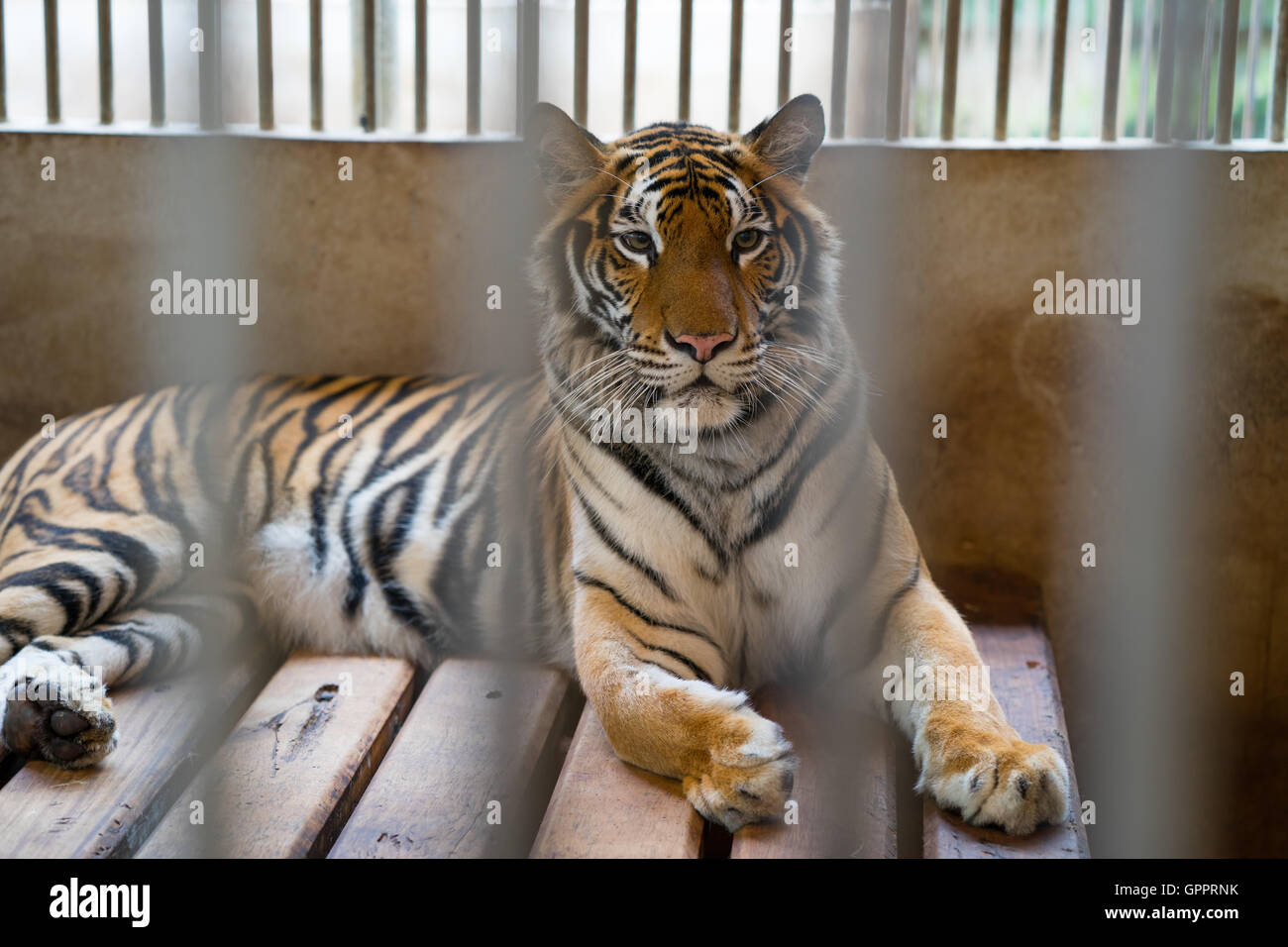 tiger behind bars in a zoo cage Stock Photo - Alamy