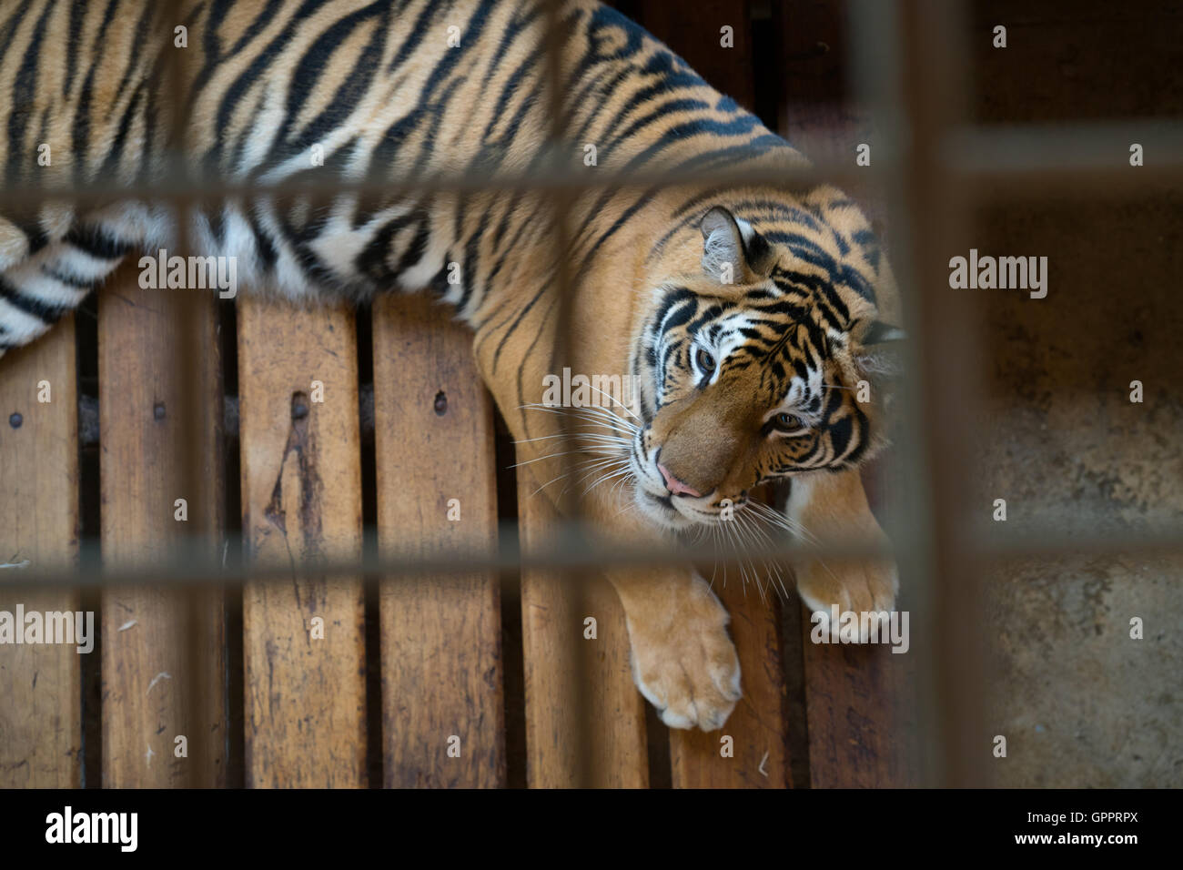 tiger behind bars in a zoo cage Stock Photo - Alamy