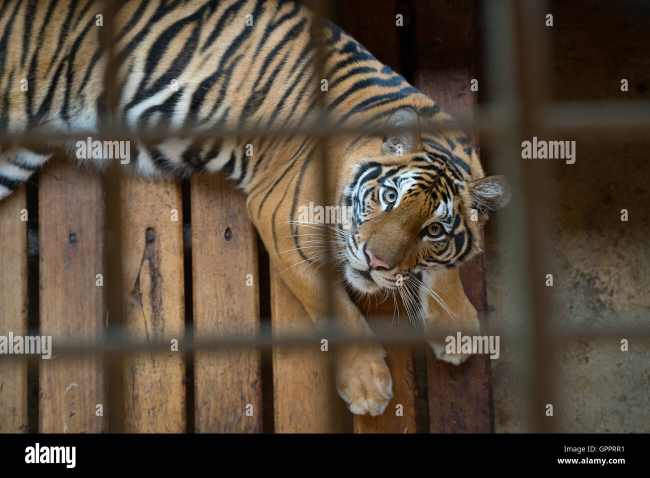 tiger behind bars in a zoo cage Stock Photo - Alamy