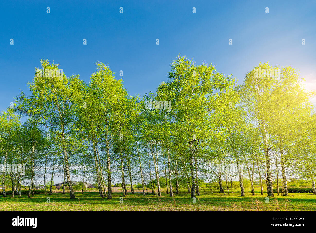 Birch tree grove hi-res stock photography and images - Alamy