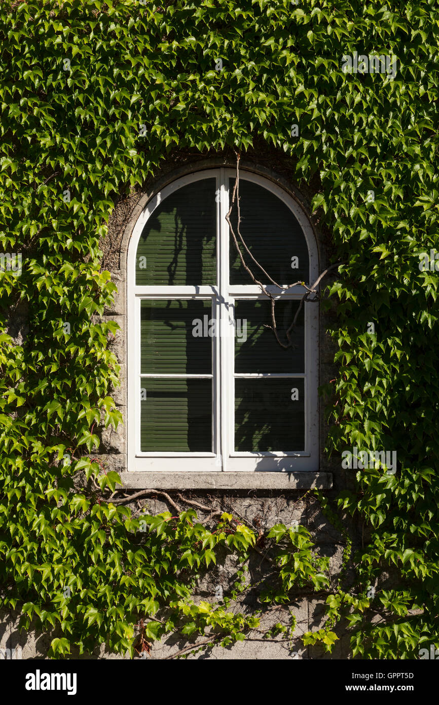 An old mansion's half-round window with white frame and overgrown by ...