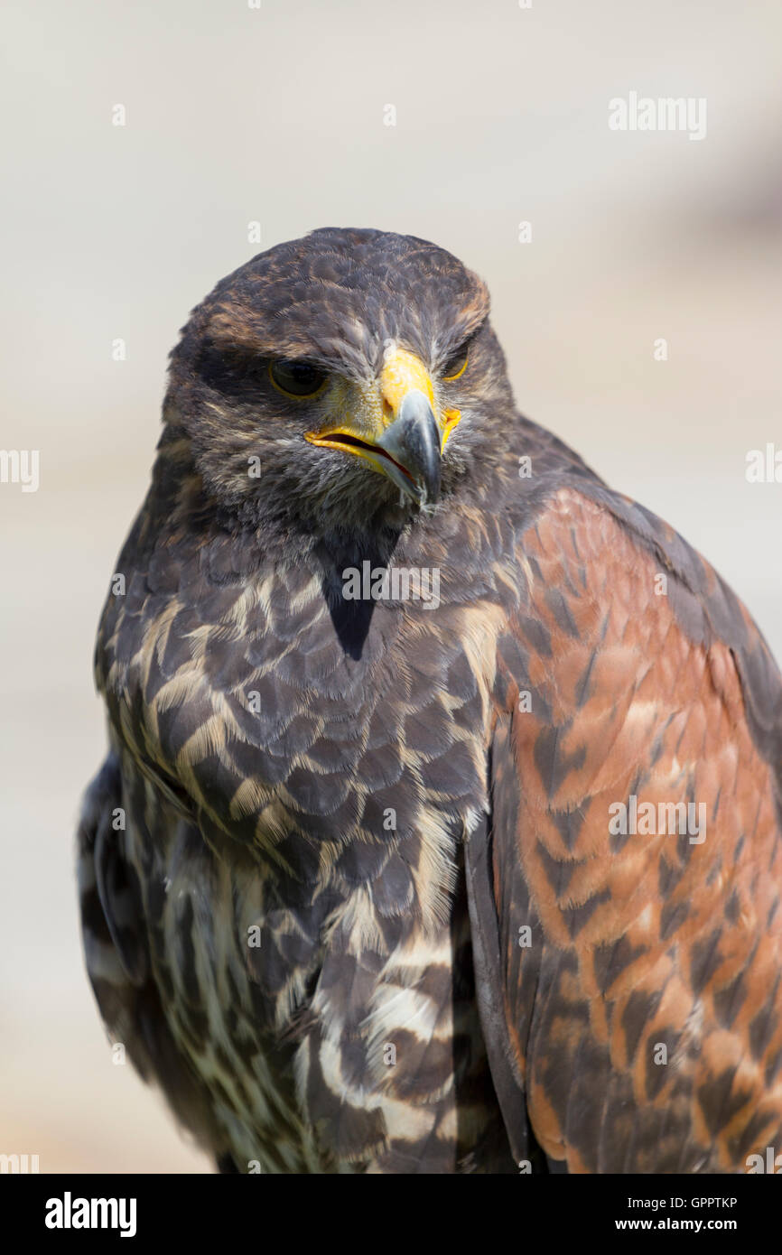 Close up shot of a falcon Stock Photo - Alamy