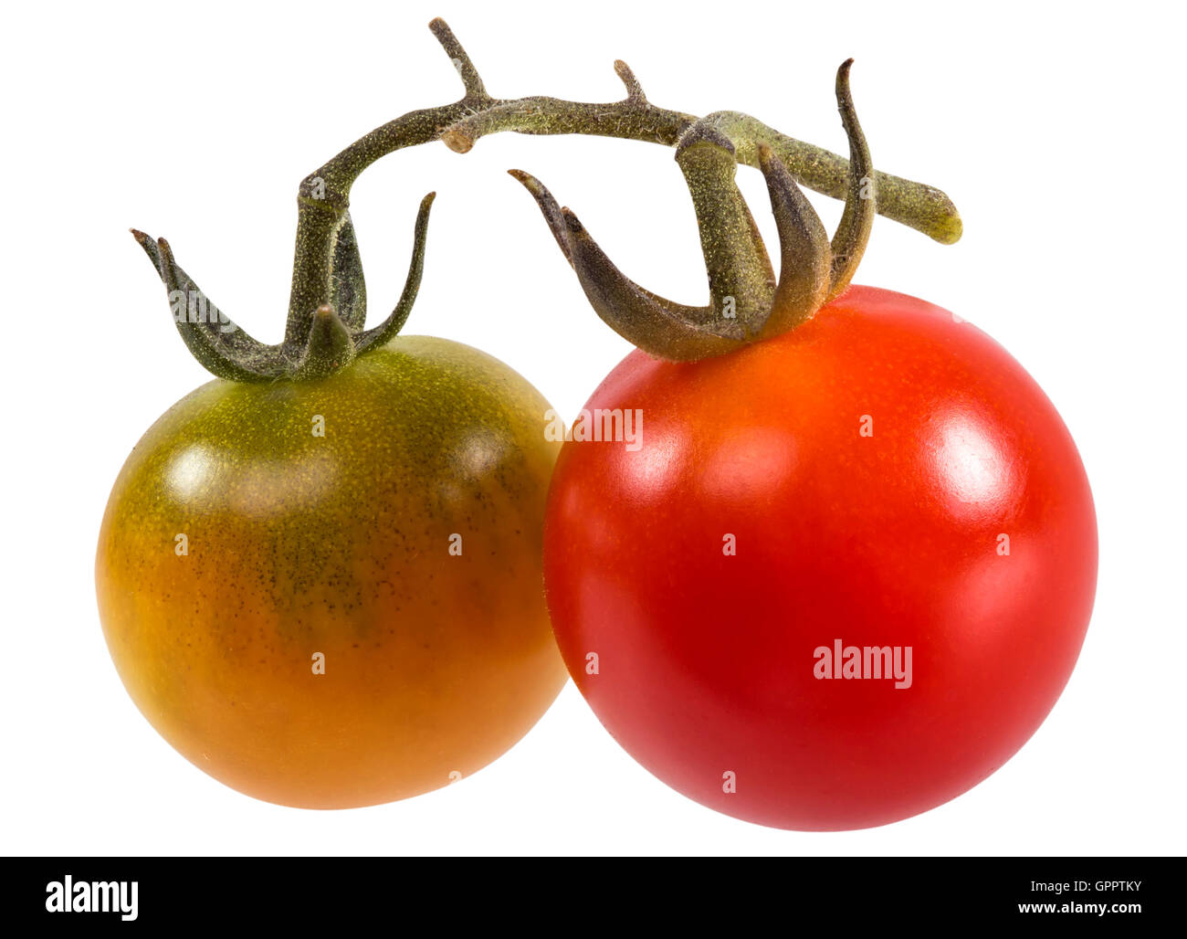 Red and green organic cherry tomatoes isolated on white background. Clipping path is included ...