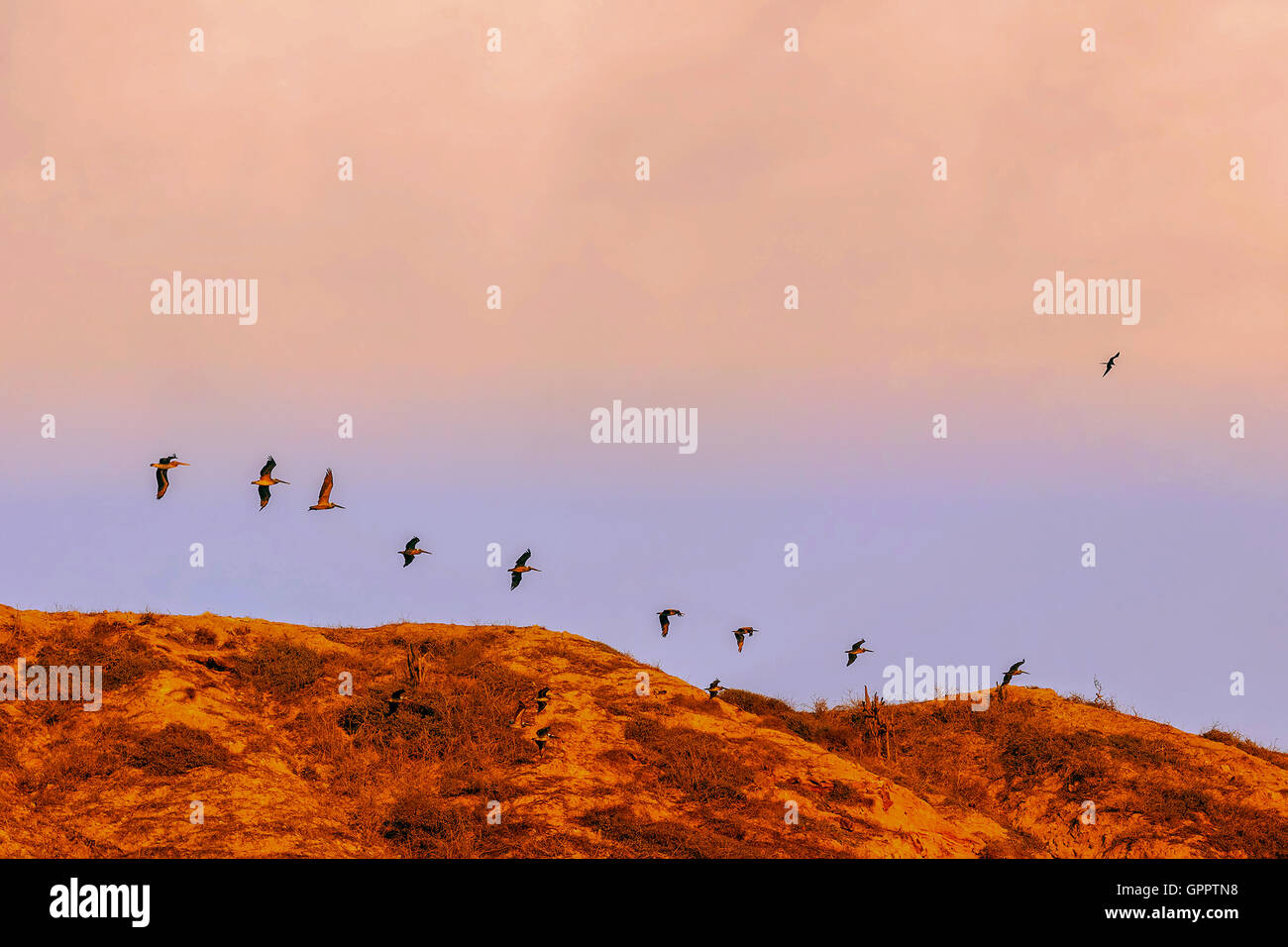 Flock pelicans flying silhouette High Resolution Stock Photography and ...
