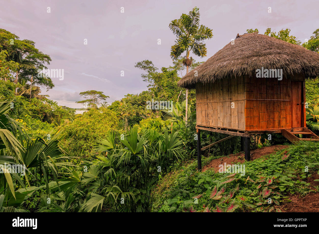 Loge, Amazon Rainforest, National Park Yasuni, South America Stock ...
