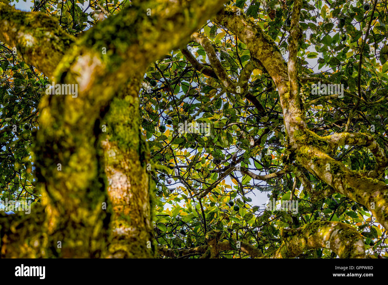 Crown Of An Avocado Tree, Ecuador, South America Stock Photo - Alamy