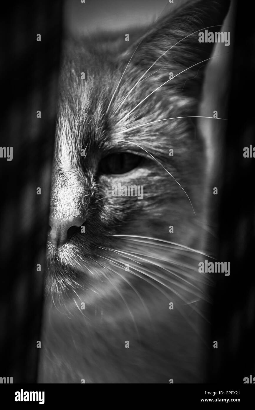 Dead ginger cat Black and White Stock Photos & Images - Alamy
